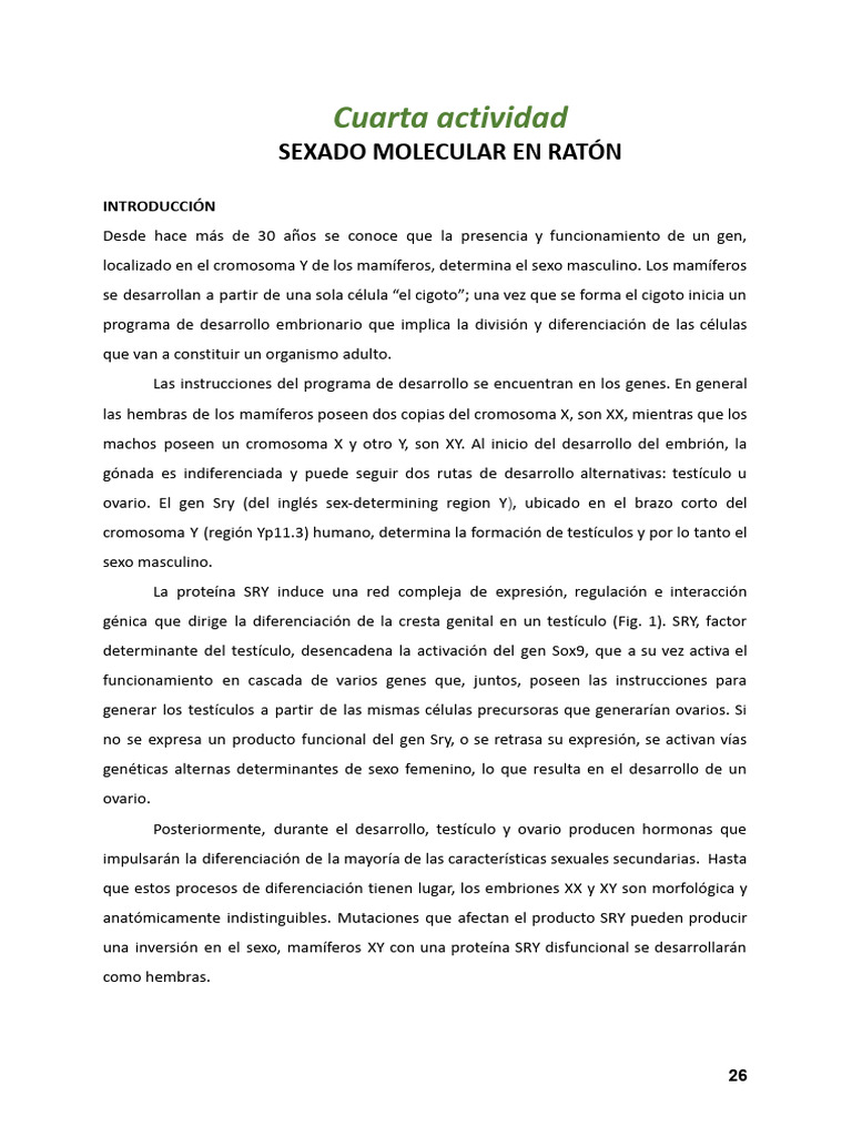 Cuarta Actividad. Sexado Molecular en Ratón. | PDF | Genética | Genética molecular