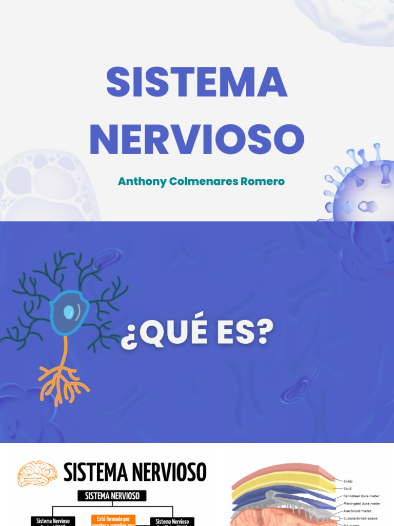 Sistema Nervioso - 20241029 - 065648 - 0000 | PDF | Médula espinal | Cerebro