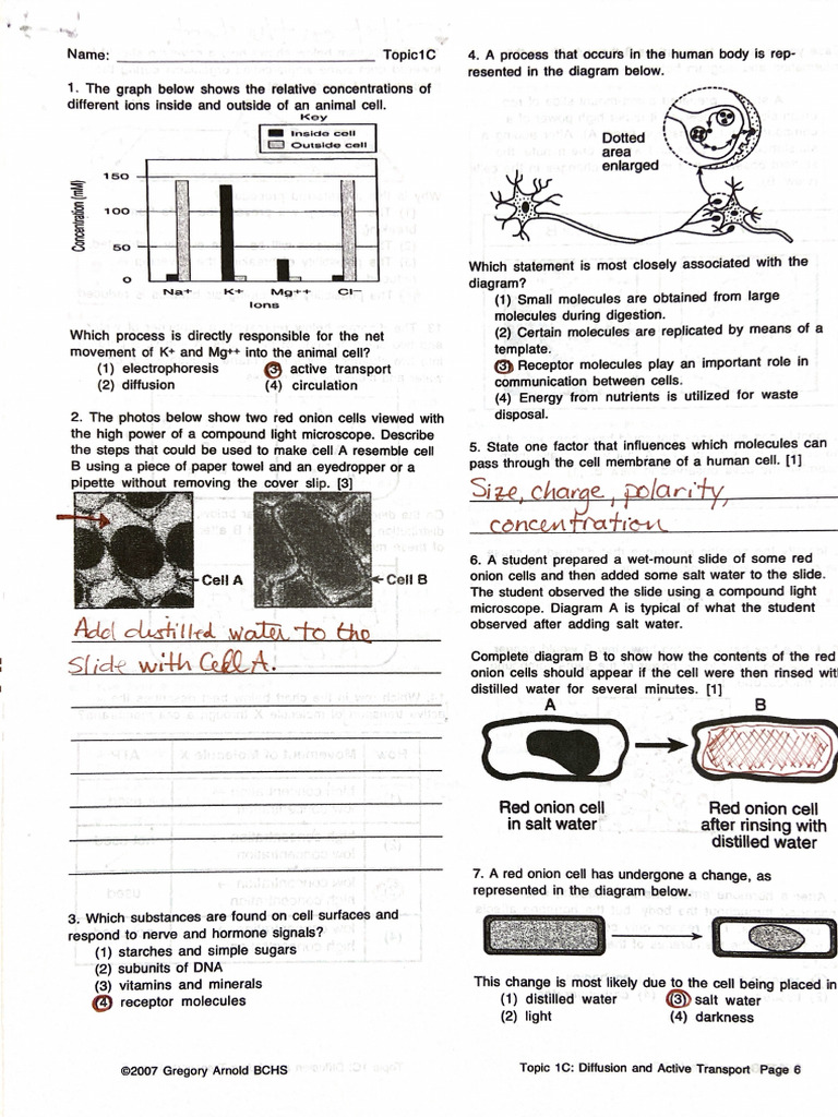 Cell Transport Review Packet With Answers | PDF