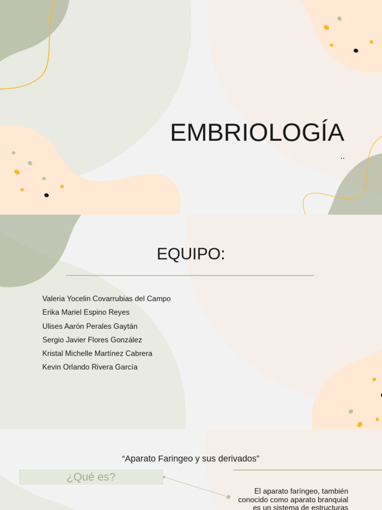 Unidad 4 Embriología (Editada) | PDF | Tiroides | Boca