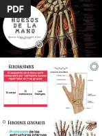 Anatomía Falanges | PDF | Mano | Articulación