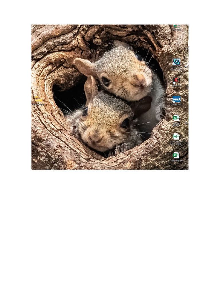 Ardillas Fotografia | PDF