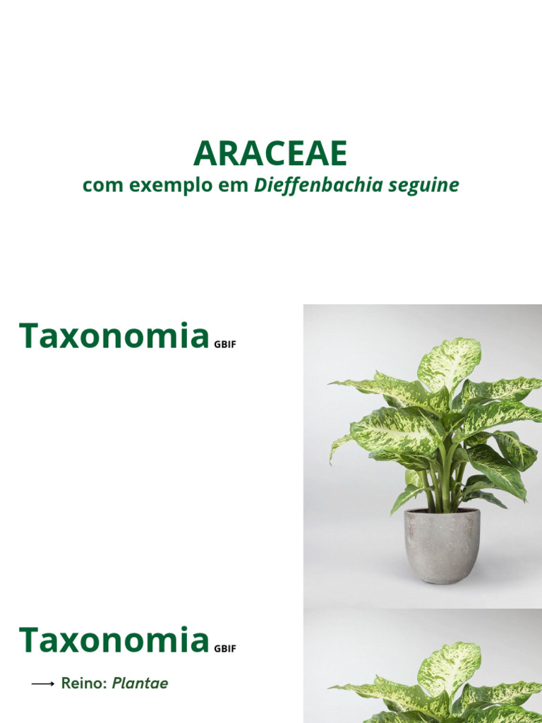 ARACEAE_20250128_182323_0000 | PDF | Botânica | Plantas