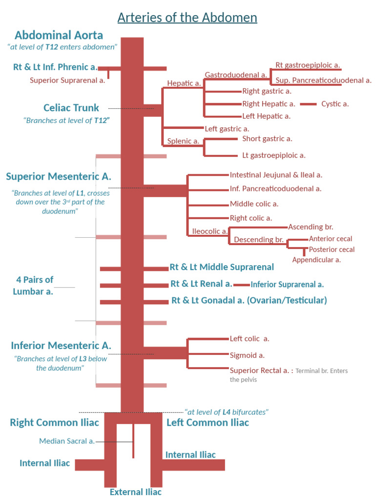 Arteries of Abdomen and Pelvis (From Rahaf) | PDF | Abdomen | Angiology