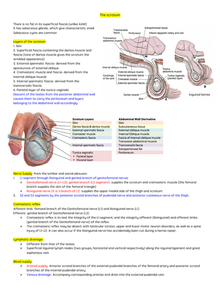 Anatomy and Function of the Scrotum | PDF | Prostate | Testicle