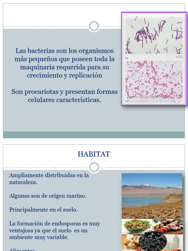 BACTERIAS 1 2024 | PDF | Las bacterias | Tinción