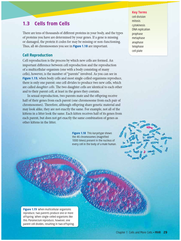 Understanding Cell Division and Reproduction | PDF | Mitosis | Cell ...