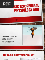 Insect Body Segmentation Guide | PDF | Insects | Arthropodology