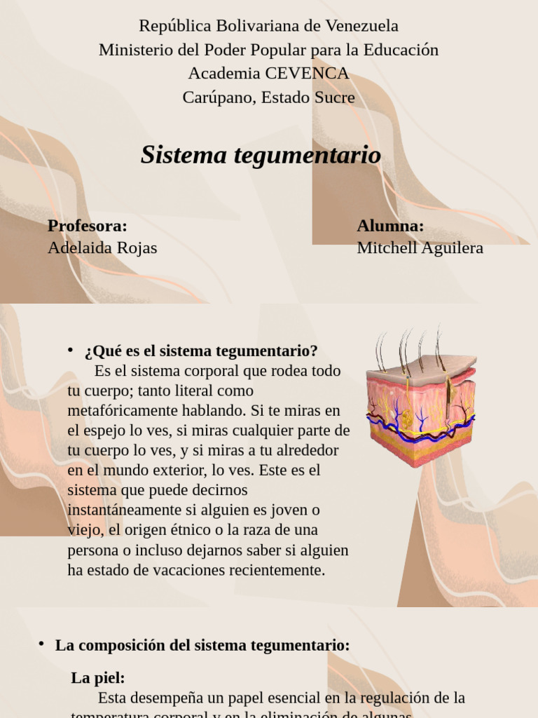 Diapositiva de Mitchell (1) | PDF | Sistema tegumentario | Piel