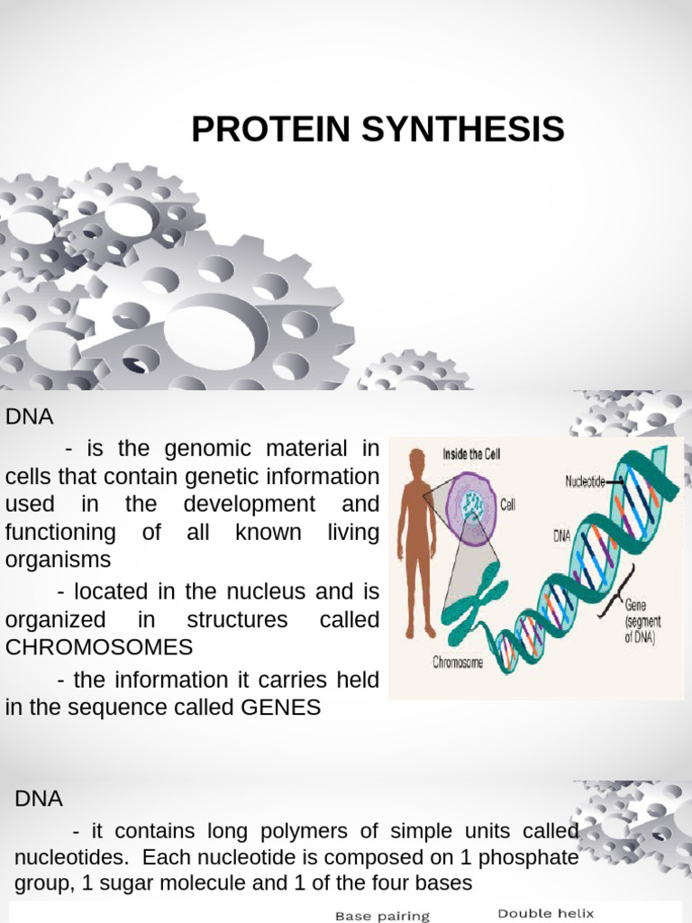 Protein Synthesis | PDF | Dna | Translation (Biology)