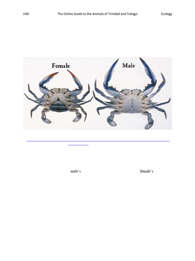 Callinectes - Sapidus - Blue Crab | PDF | Crab | Predation