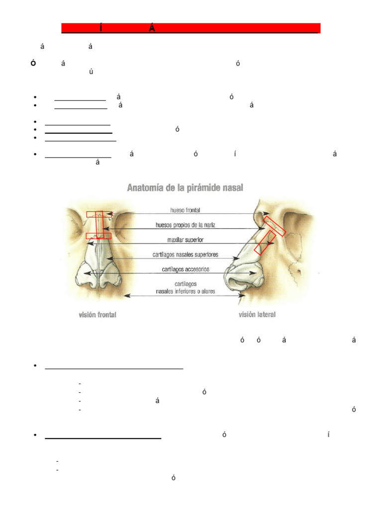 Resumen NARIZ | PDF | Nariz humana | Alergia
