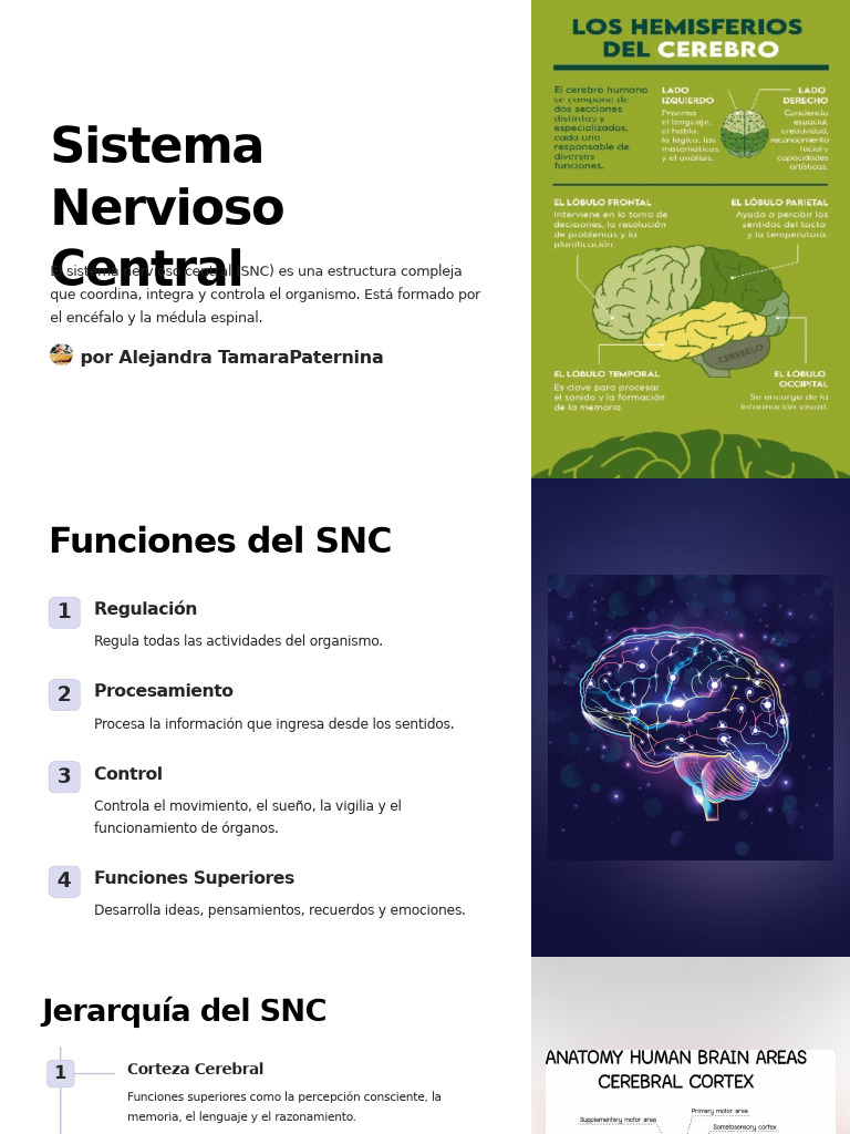 Estructura y Funciones del SNC | PDF | Cerebro | Sistema nervioso central