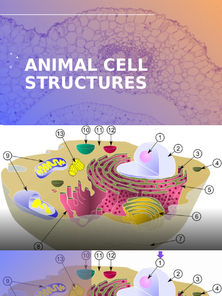 Animal Cell Structure Guide | PDF | Cell (Biology) | Endoplasmic Reticulum