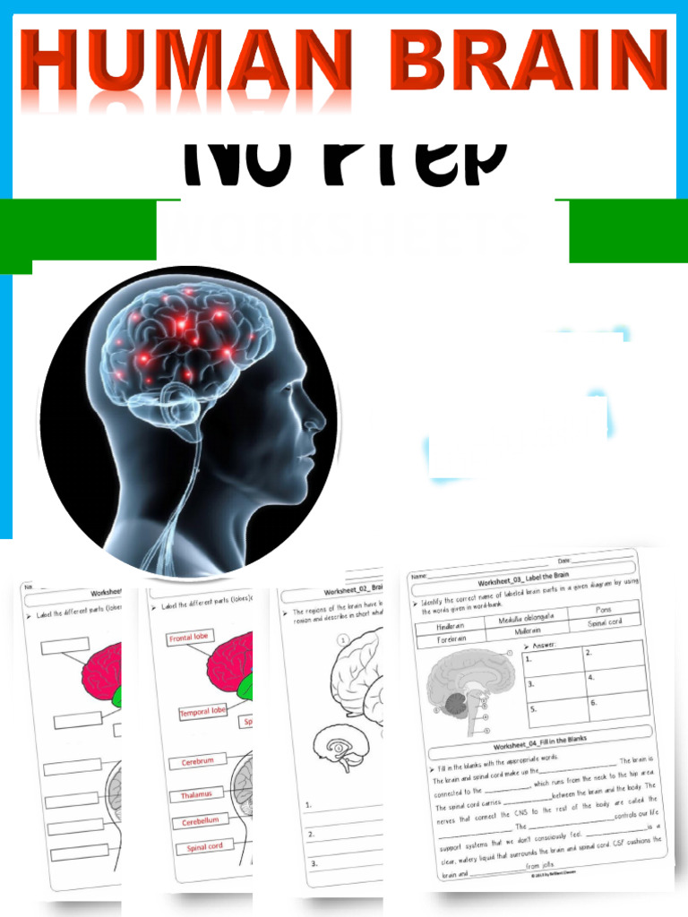01 - Human Brain - Labeling Diagrams - Parts & Functions - Fill in The ...