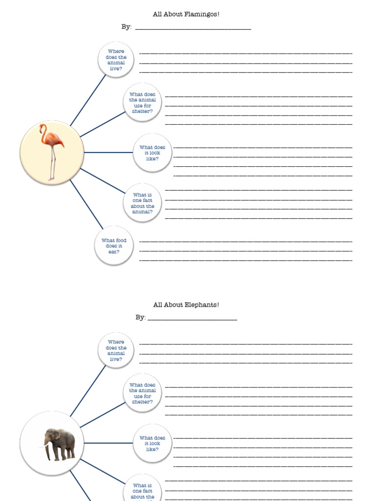 All About Flamingos! By | PDF | Zoology