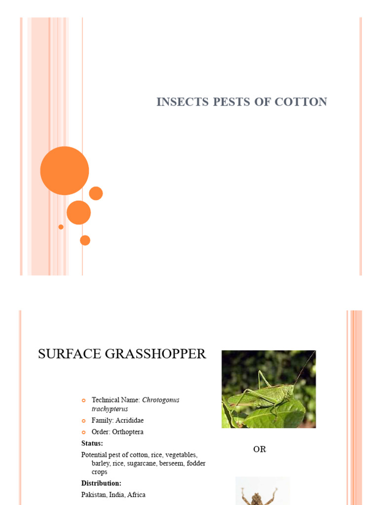 Chewing Pests of Cotton | PDF | Pupa | Pest (Organism)