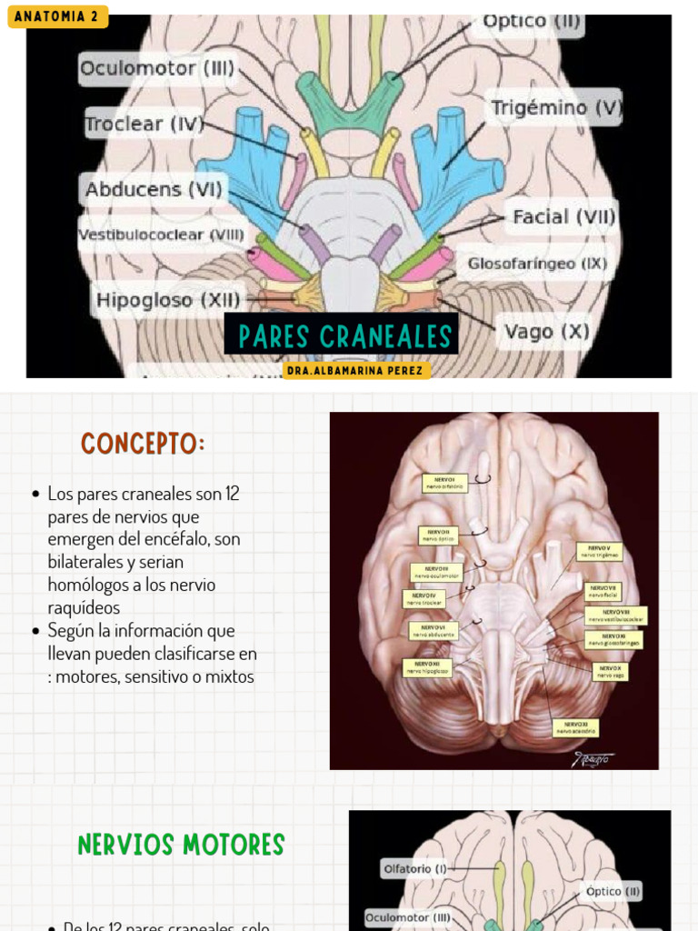 Exploración de Pares Craneales | PDF | Nervio vago | Nervio