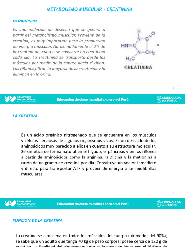Semana 12 - Metabolismo Muscular Creatinina | PDF | Creatinina
