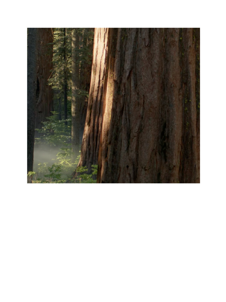 Trees in the apple forests | PDF