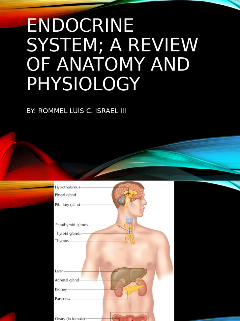 Endocrine System - Anatomy and Physiology | PDF | Adrenal Gland ...