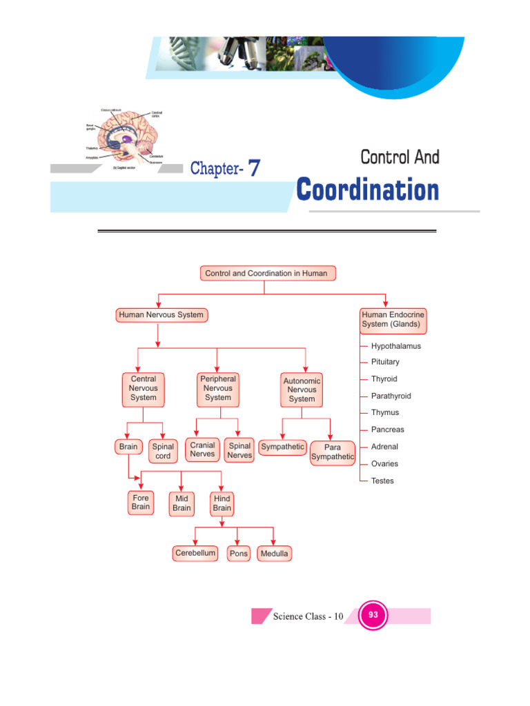 Ch-6 Control & Coordination | PDF | Neuron | Nerve