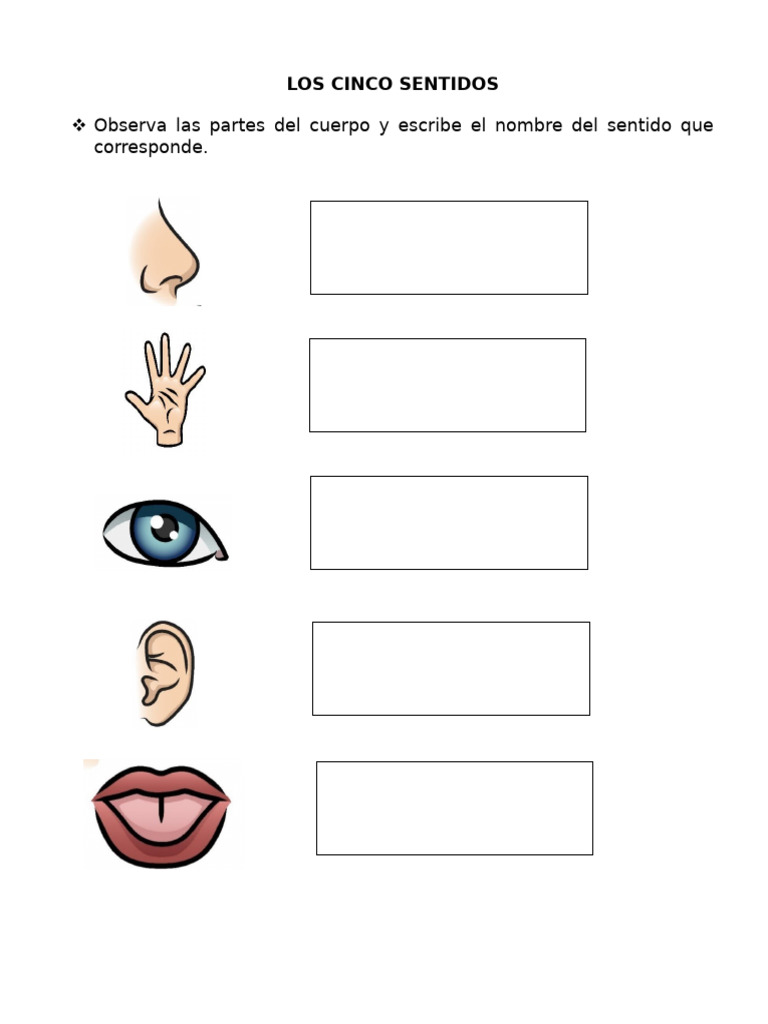 Anexos Los Sentidos de Mi Cuerpo. | PDF | Alimentos