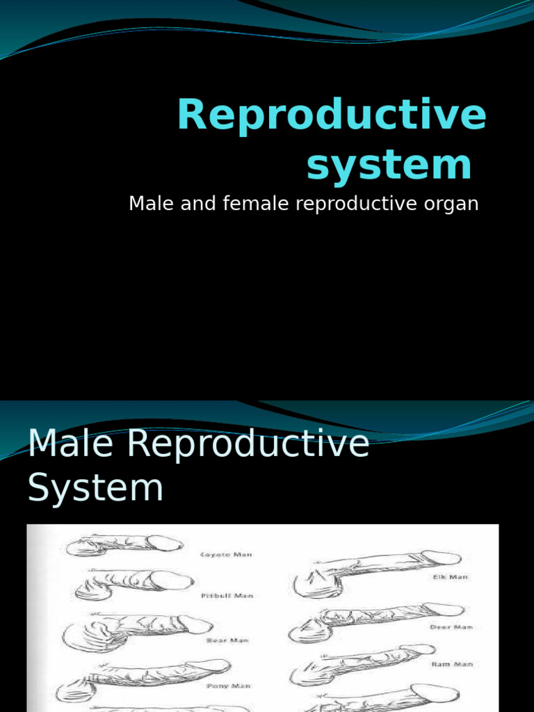 Reproductive System | PDF | Reproductive System | Female Mammals
