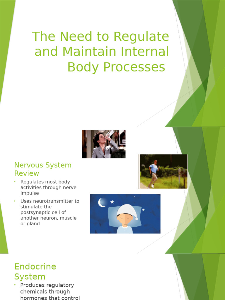Regulating Body Processes: Hormones & Functions | PDF | Endocrine ...