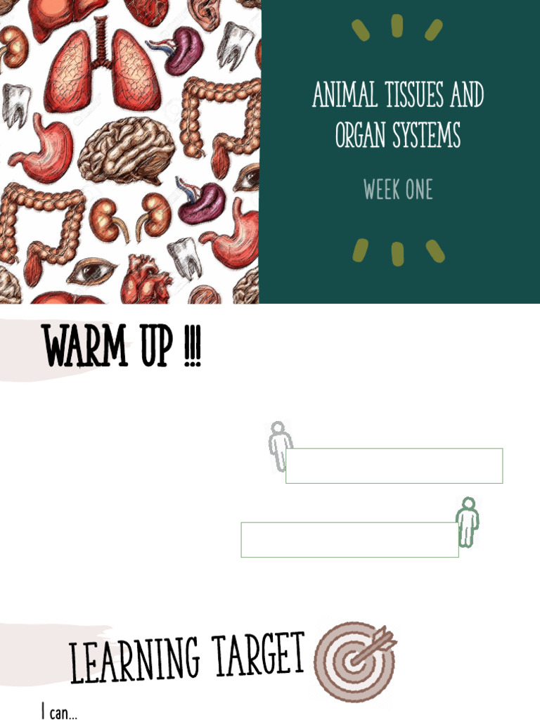 Animal Tissues & Organ Systems Guide | PDF | Epithelium | Muscle