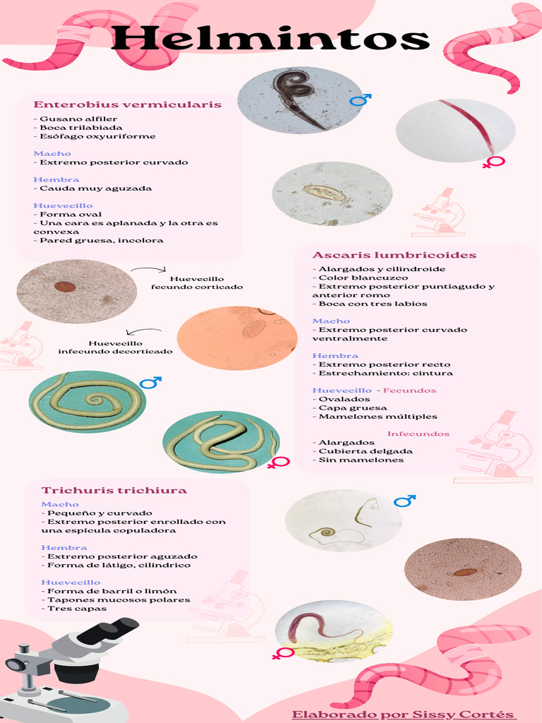 Helmintos 1 | PDF | Animales y humanos | Parasitología