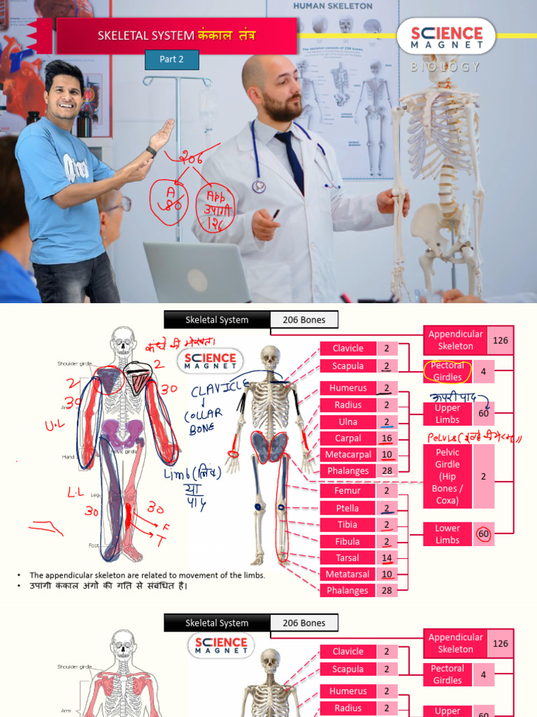 148) (Biology) Skeletal System - Part 2 | PDF