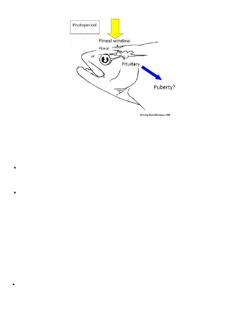 Puberty In Fish 1 Pdf Puberty Luteinizing Hormone