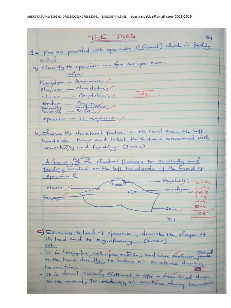 TOAD DISSECTION notes 2 | PDF