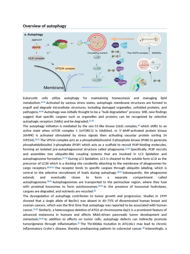 Autophagy | PDF | Autophagy | Biological Processes