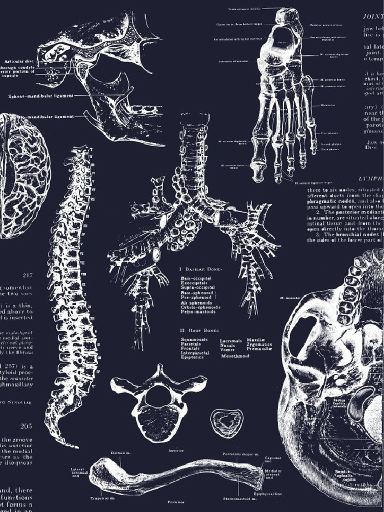 Antro Pom É Tria | PDF | Extremidades (anatomía) | Anatomía humana