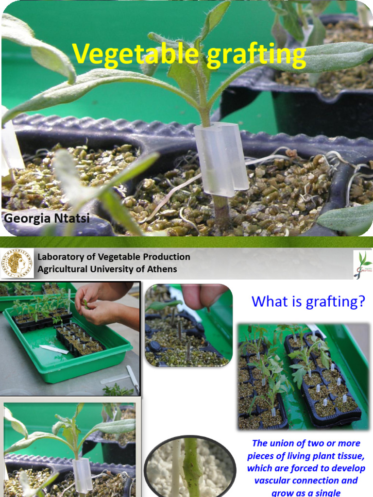 4 Grafting of Vegetables | PDF | Grafting | Organisms