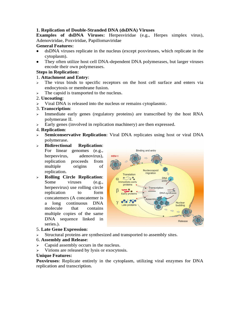 Replication of Double-Stranded DNA (DsDNA) Viruses | PDF | Virus | Dna