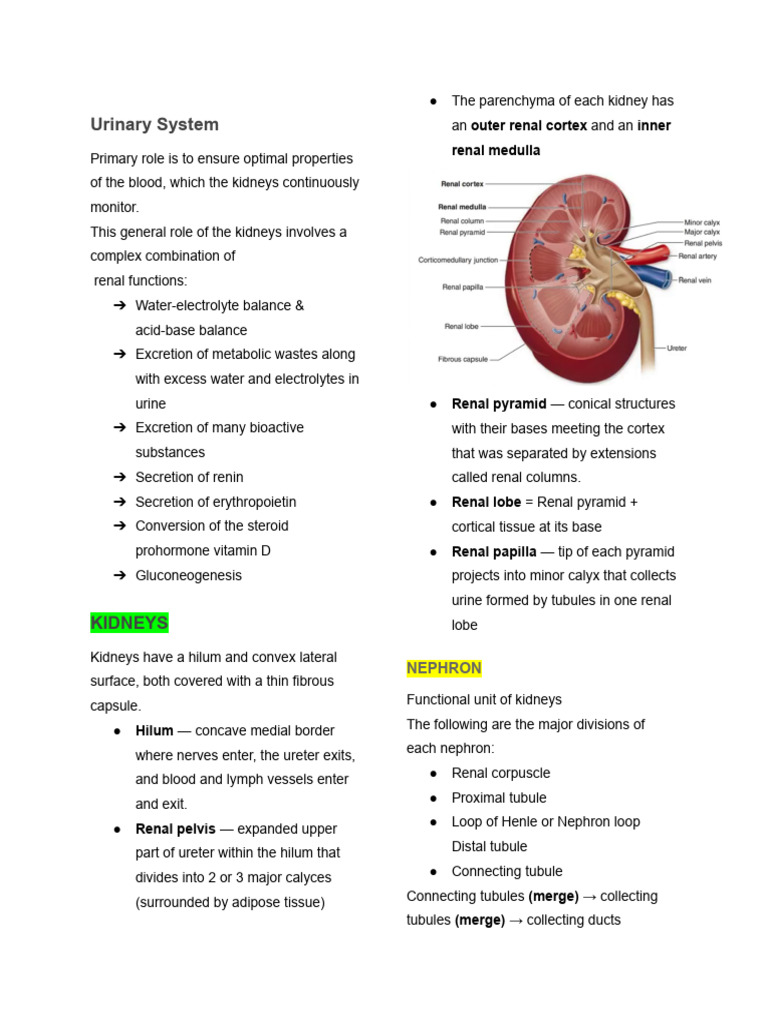 Urinary System | PDF | Kidney | Abdomen