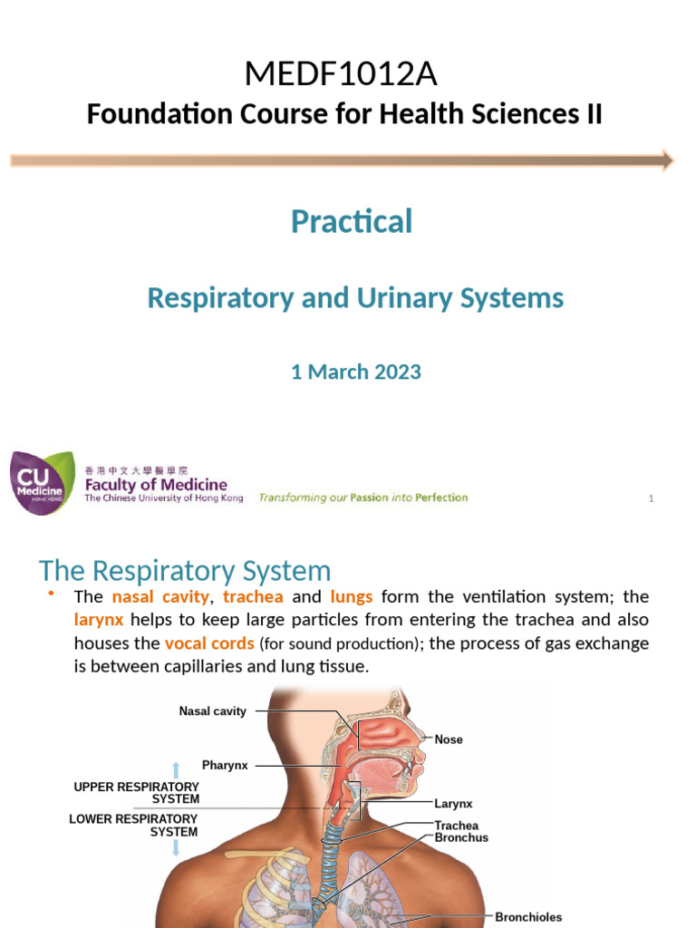 Respiratory and Urinary Systems Overview | PDF | Respiratory Tract | Lung