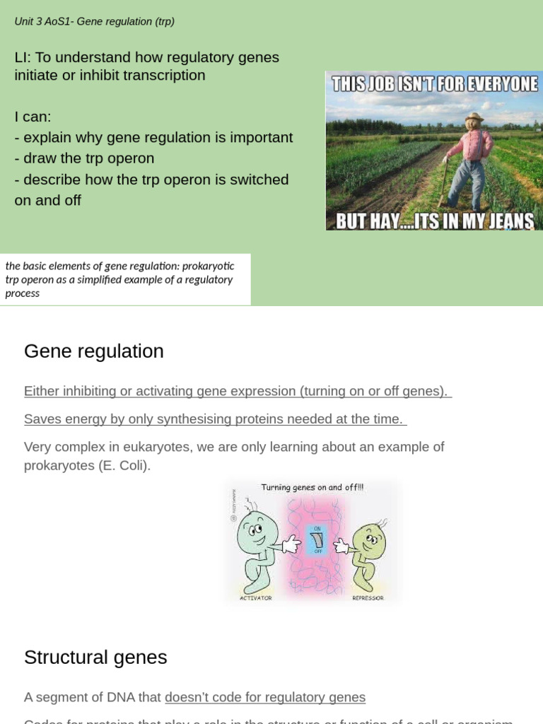 Gene Regulation (TRP Operon) Student | PDF