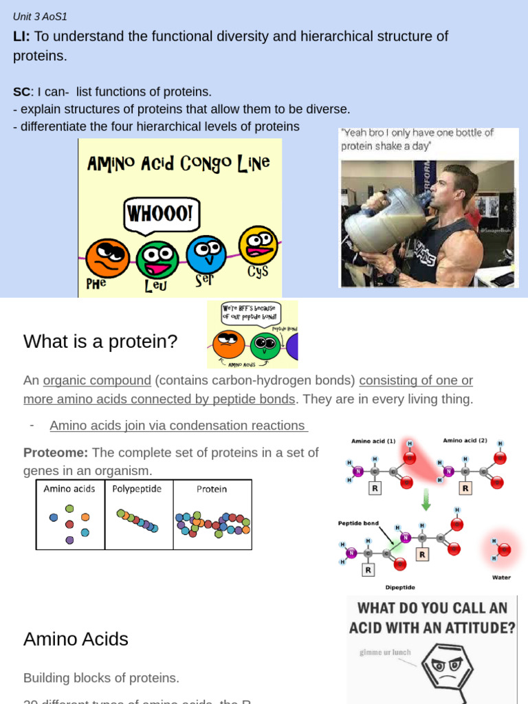 1. Protein Structure and Function Student | PDF | Protein Structure ...