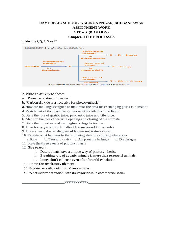 Class X Biology Assignment on Life Processes | PDF