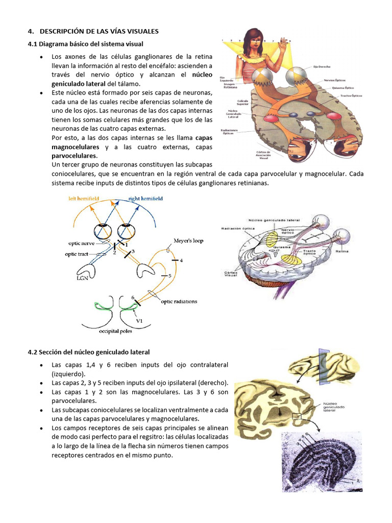 Vías Visuales y Función de la Corteza Visual | PDF | Sistema visual ...