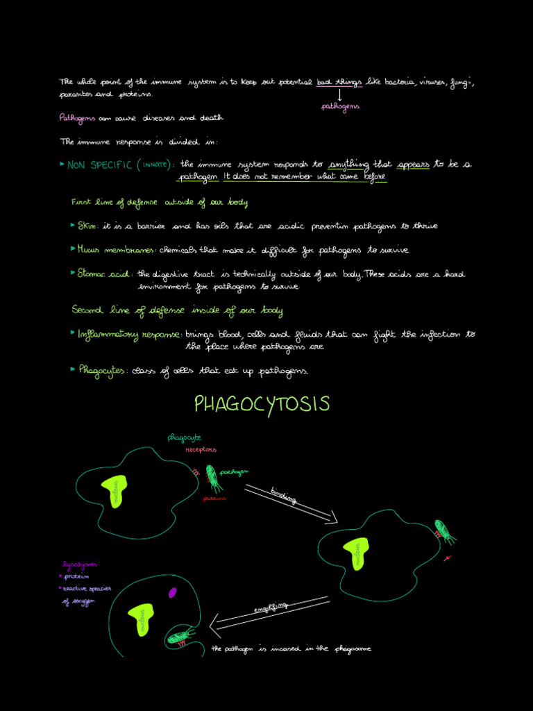 Useful Material - Immune System | PDF | Phagocyte | Biochemistry