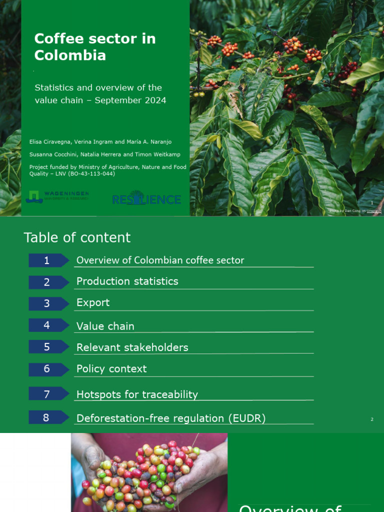 Colombian Coffee Sector Overview 2024 | PDF | Deforestation | Agriculture