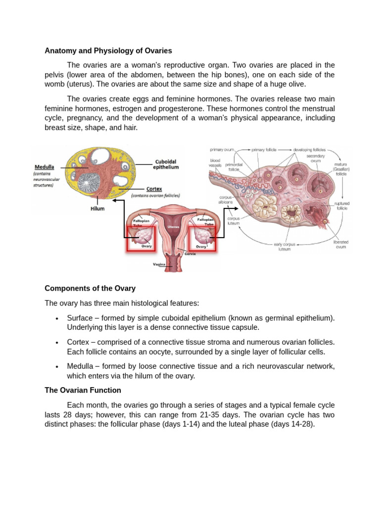Ovarian Anatomy and Hormonal Function | PDF | Ovary | Menstrual Cycle
