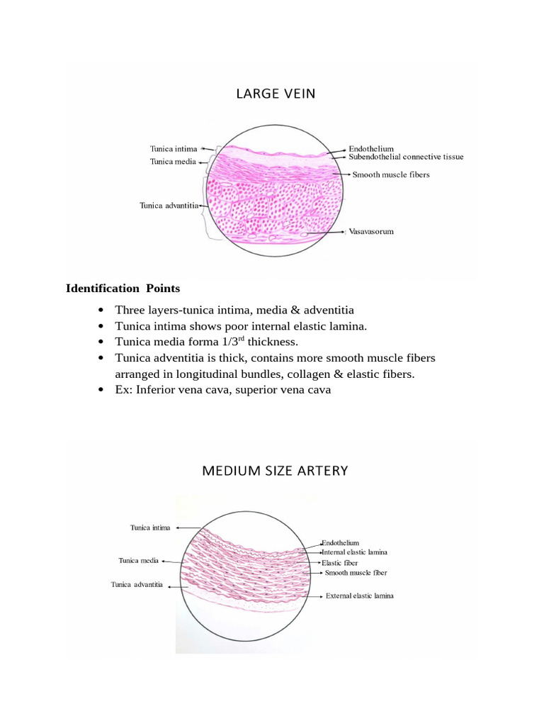 Vascular Layer Identification Guide | PDF
