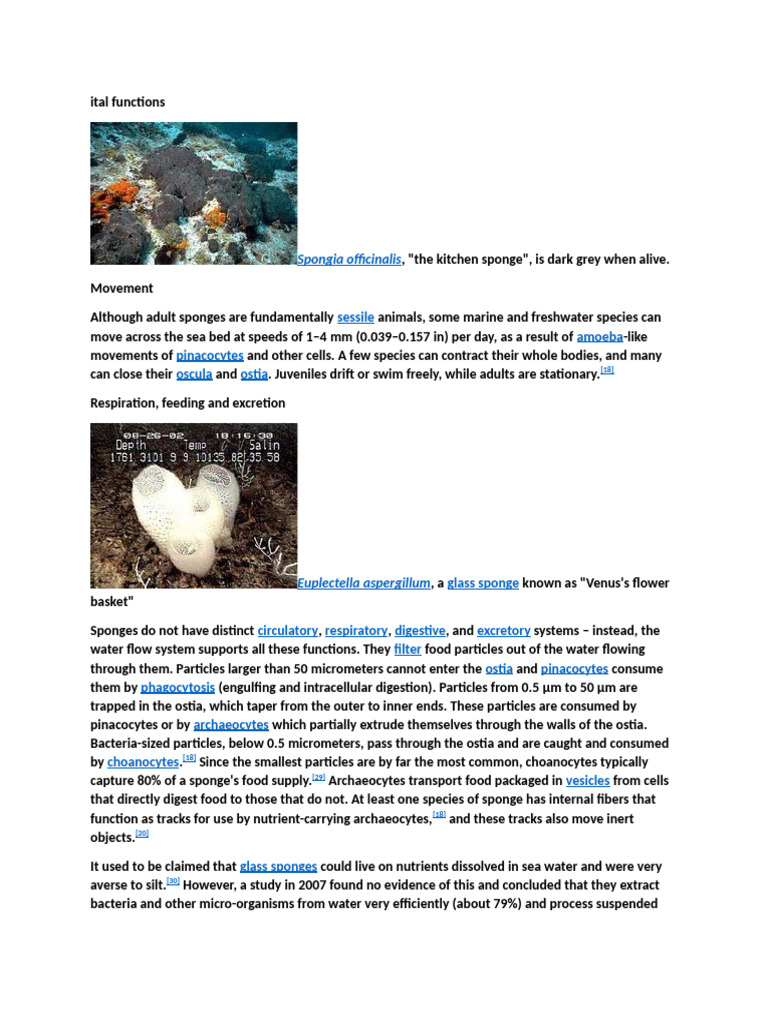 4 | PDF | Sponge | Zoology