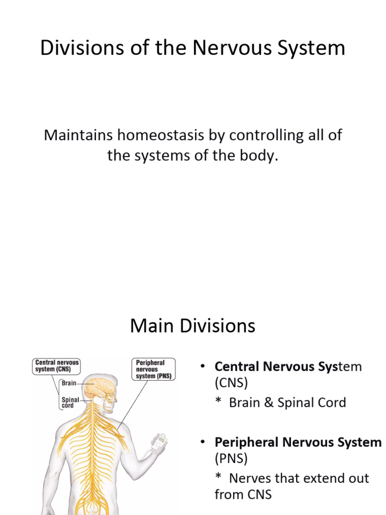 3. Divisions of Nervous System2014Means (1) | PDF | Central Nervous ...